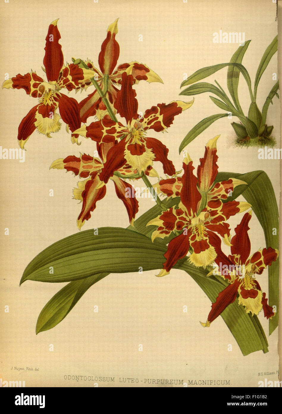 *Orchid Album* showcases various species of orchids through detailed ...