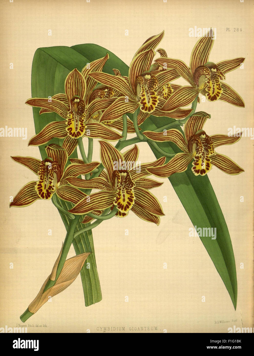 Similar to the earlier edition, 'Orchid Album' is a detailed work ...