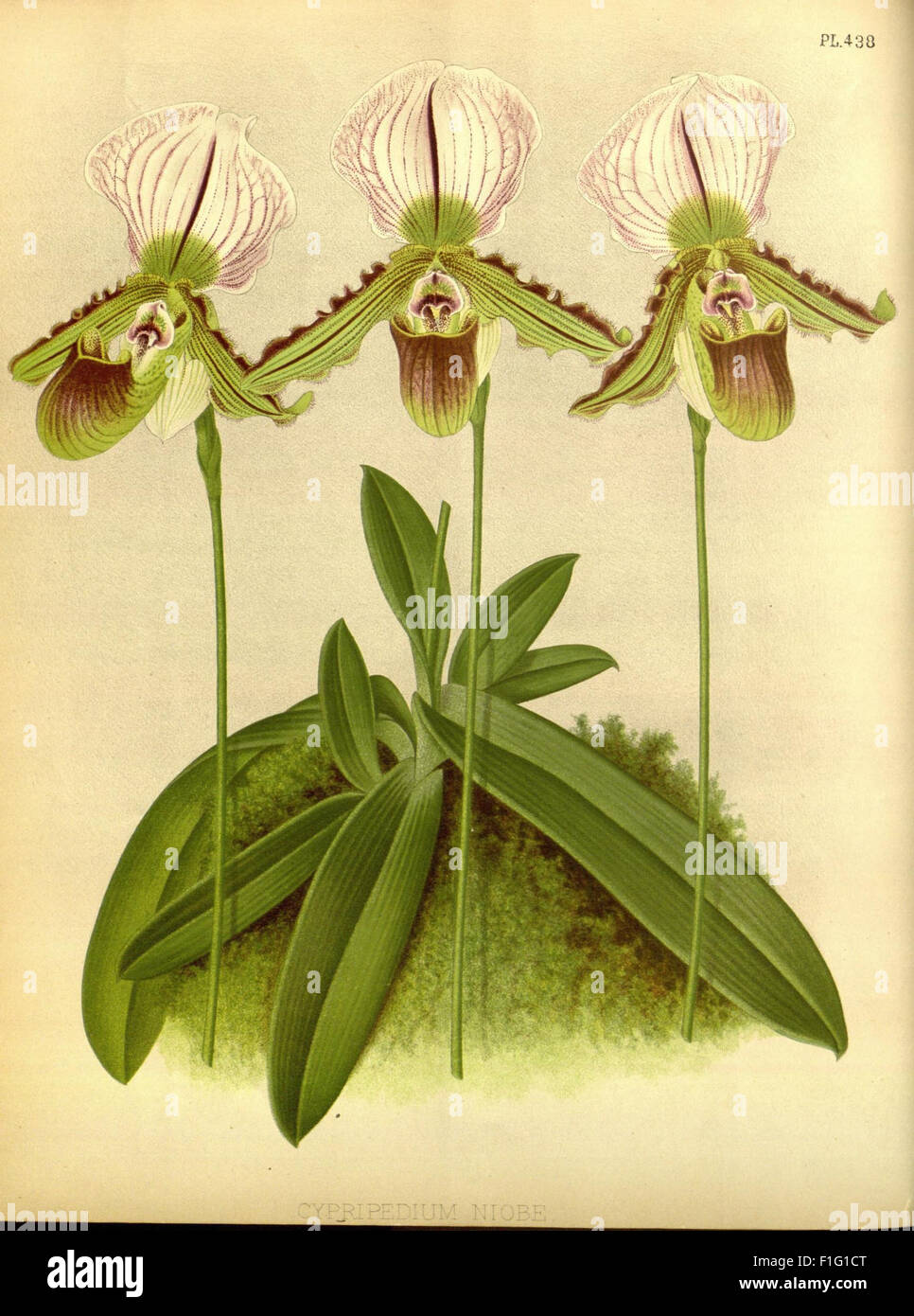 The 'Orchid Album' is a historical botanical work showcasing the rich ...