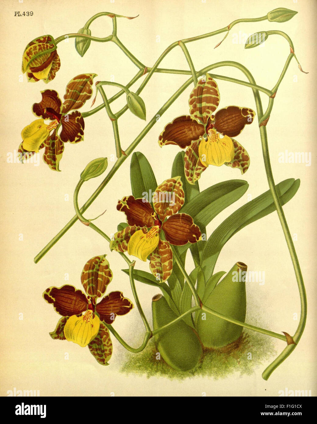 *Orchid Album* is a periodical publication that features illustrations ...