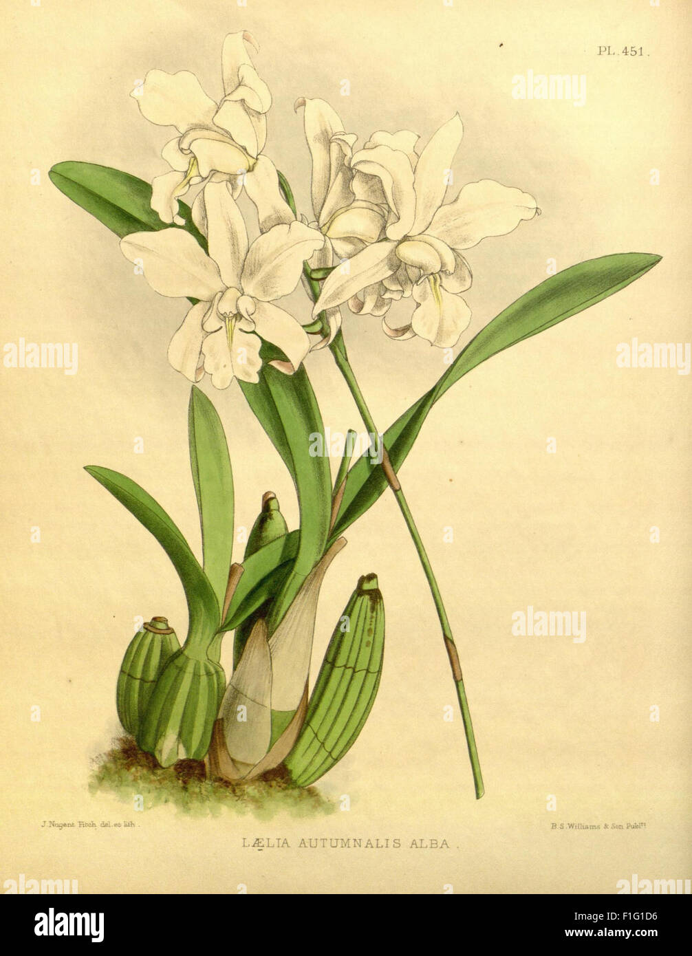 *Orchid Album* features detailed illustrations and descriptions of ...