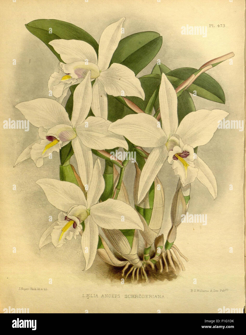 *Orchid Album* is a botanical work that features detailed illustrations ...
