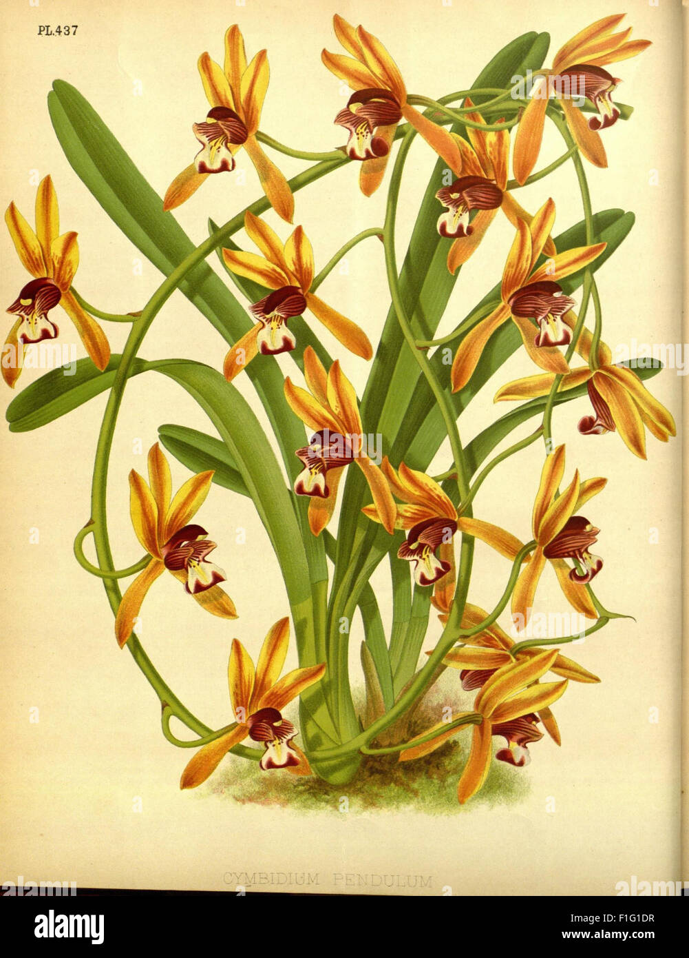 'Orchid Album' features detailed illustrations of various orchid ...