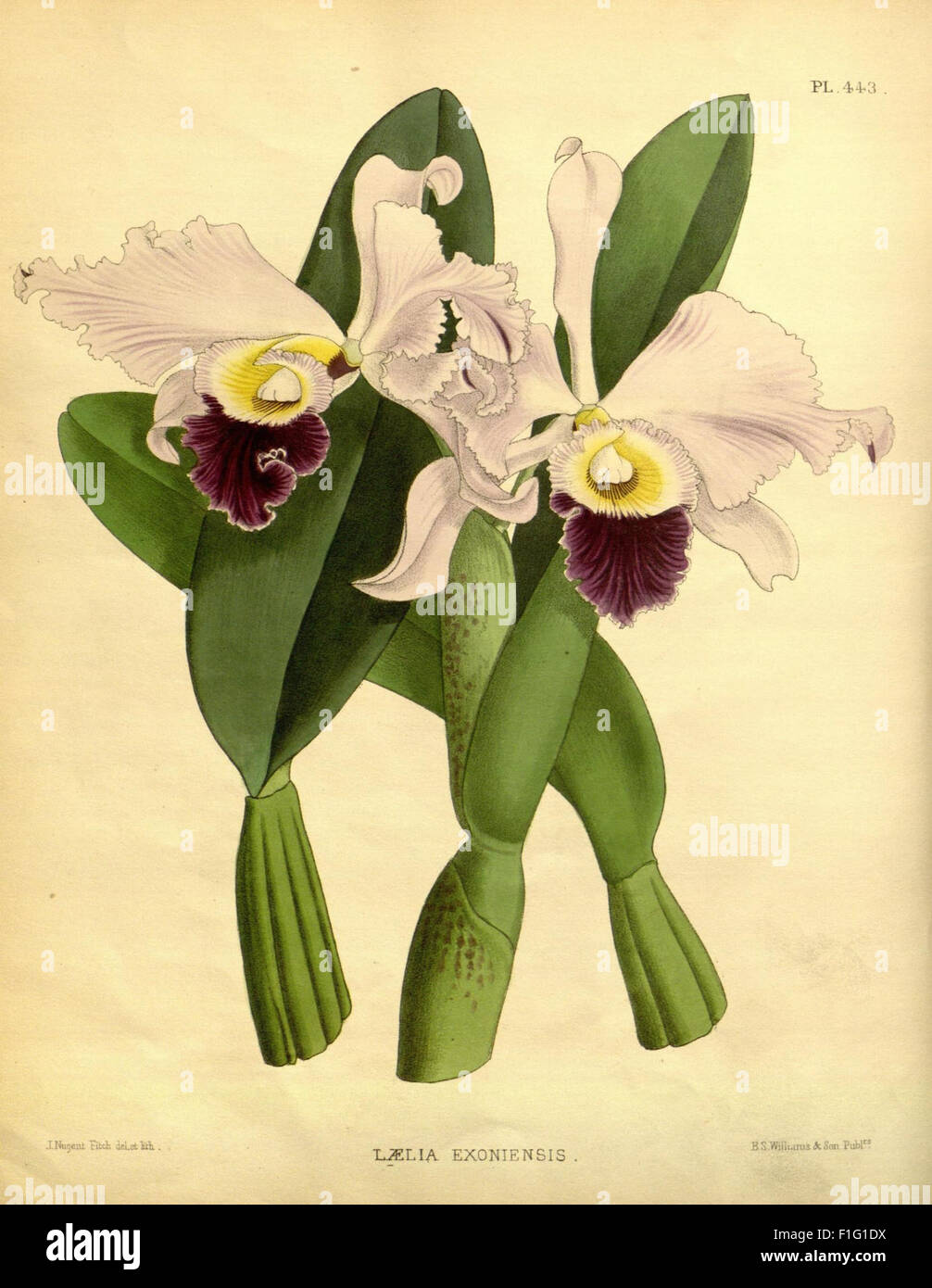 The 'Orchid Album' is a botanical work featuring a collection of orchid ...