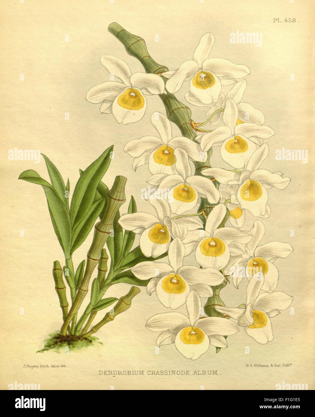 The Orchid Album features detailed illustrations of orchids from the ...