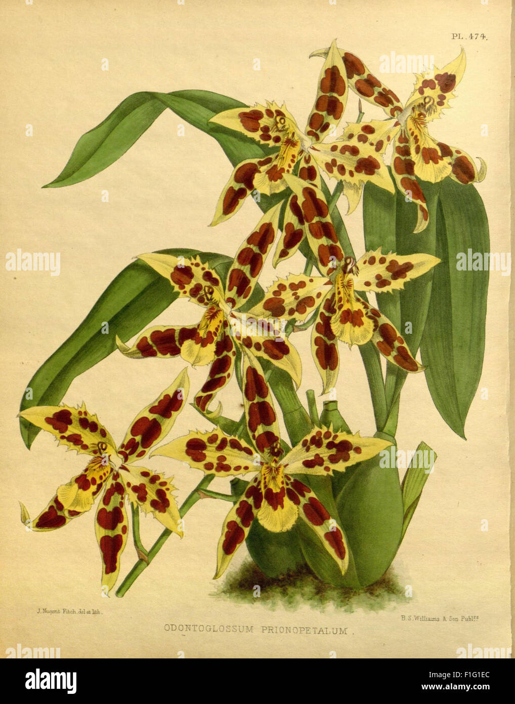 The 'Orchid Album' is a vintage botanical work showcasing the diversity ...