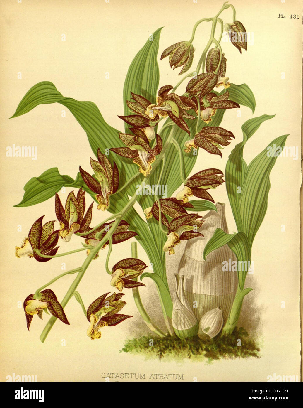 'Orchid Album' is a periodical dedicated to the genus Orchidaceae ...