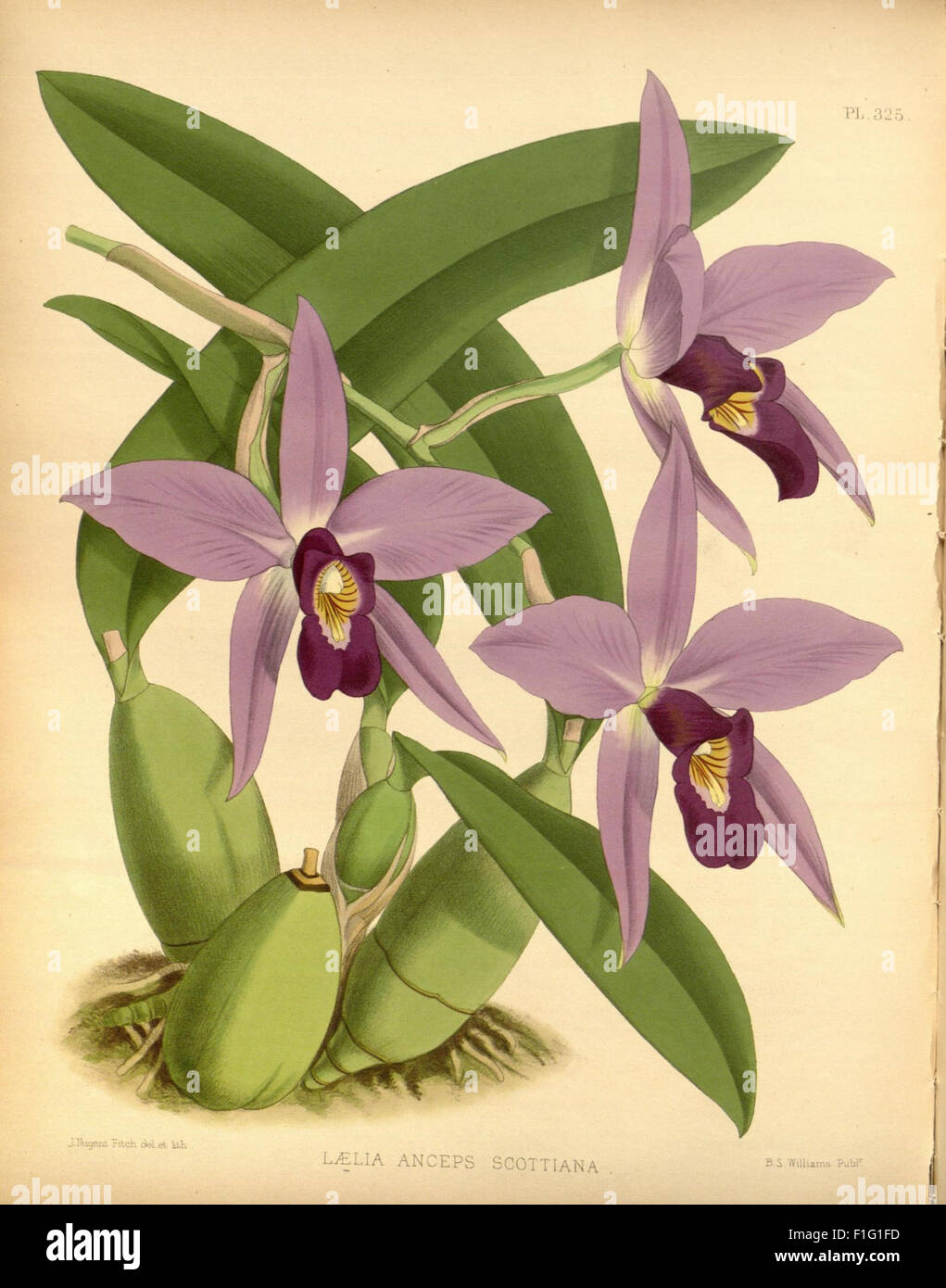 The Orchid album showcases a collection of detailed botanical ...