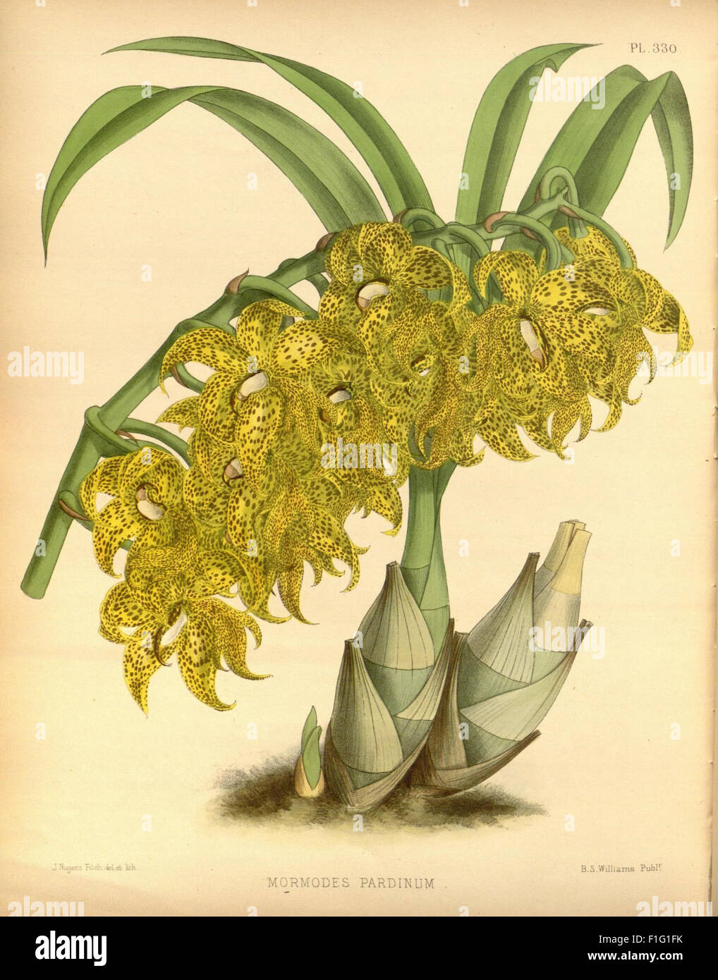 The Orchid Album features detailed illustrations and descriptions of ...