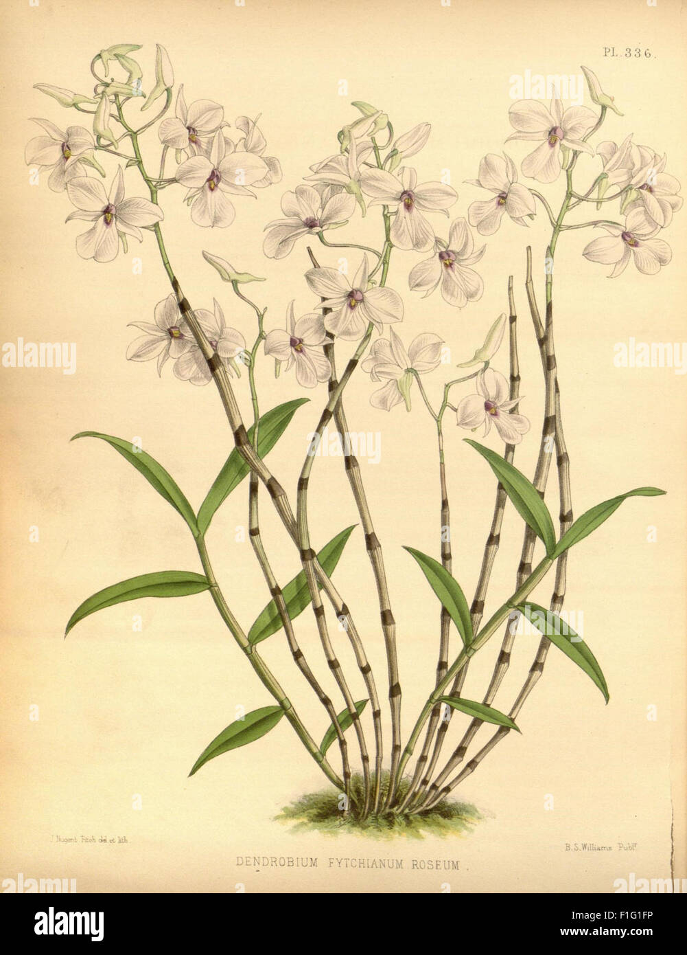 This vintage album features detailed illustrations of various orchid ...