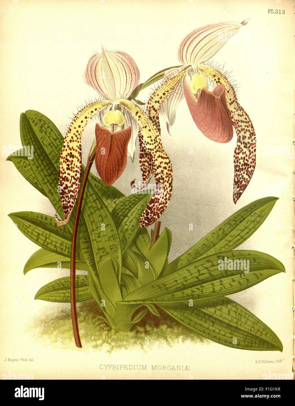 *Orchid Album* features detailed illustrations and descriptions of ...