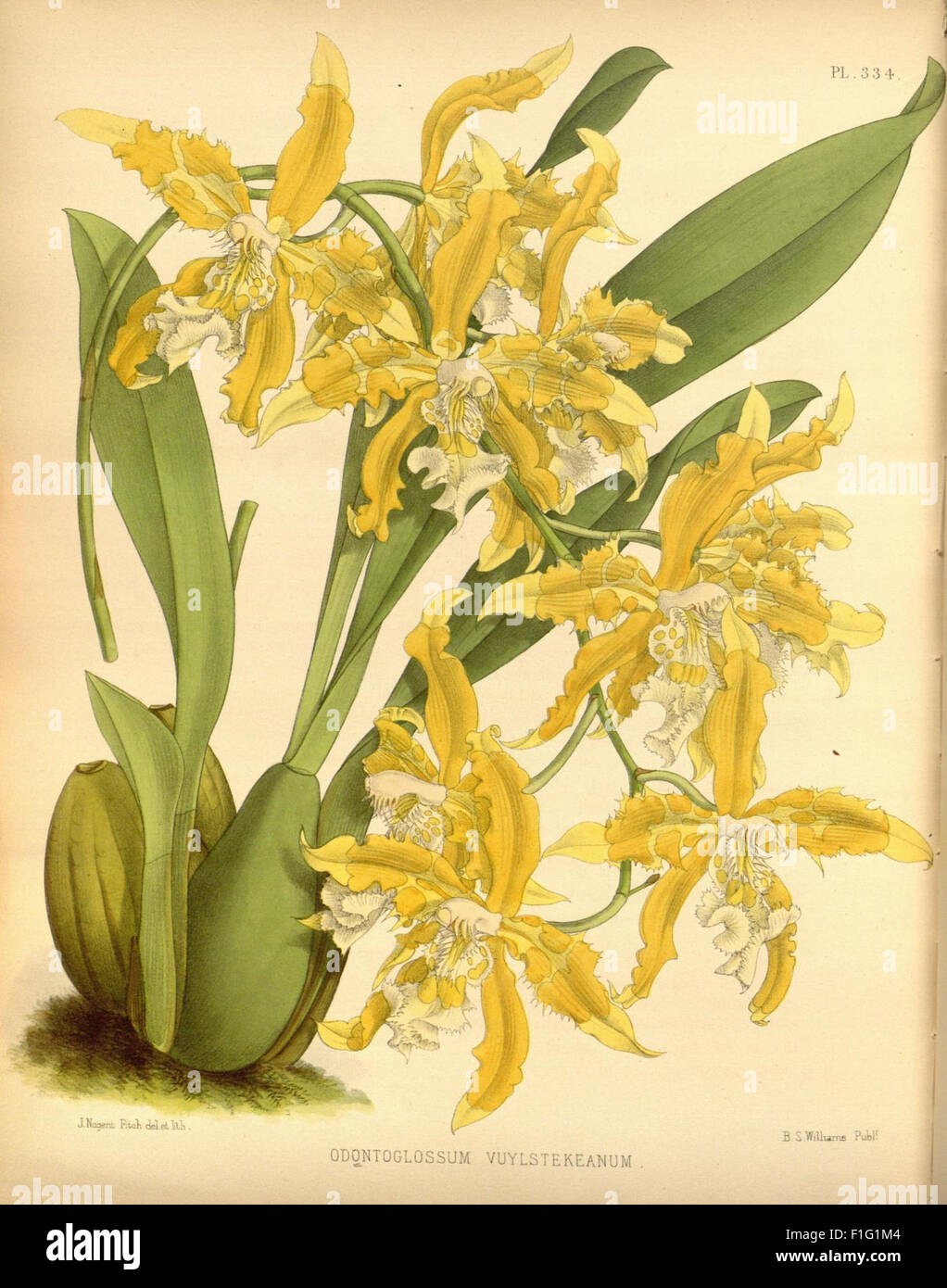 A vintage work featuring detailed illustrations of various orchid ...