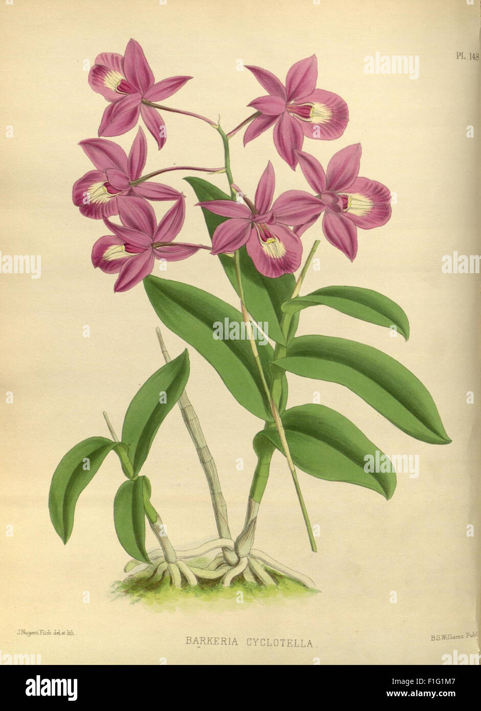 *Orchid Album* features detailed illustrations of orchid species ...