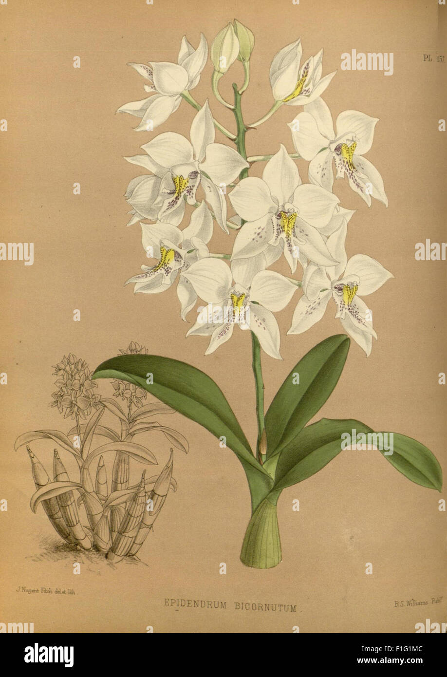 *Orchid Album* is a vintage botanical work focusing on the genus ...