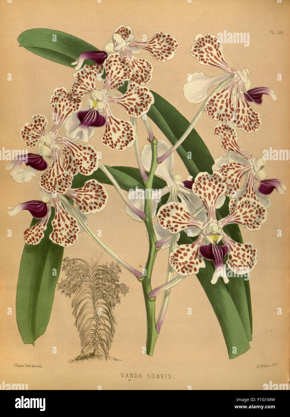 This work focuses on the diverse species of orchids, presenting ...