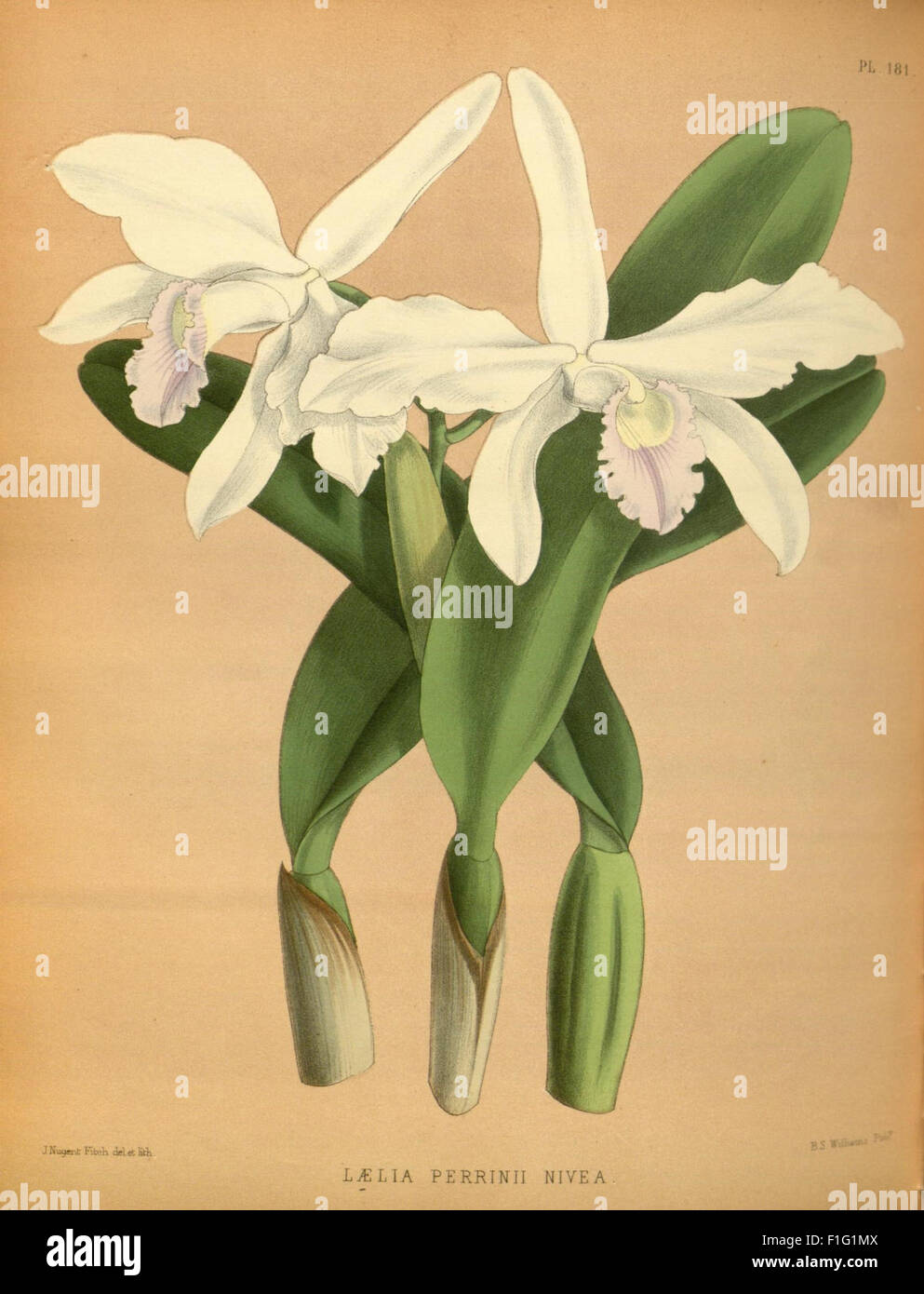 *Orchid Album* is a detailed work on orchids, featuring illustrations ...