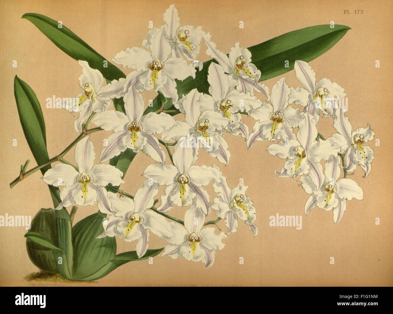 *Orchid Album* is a botanical work featuring detailed illustrations and ...