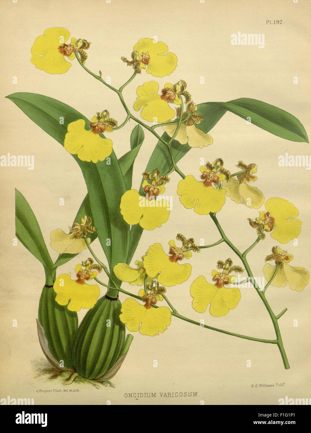 *Orchid Album* is a botanical series documenting various orchid species ...