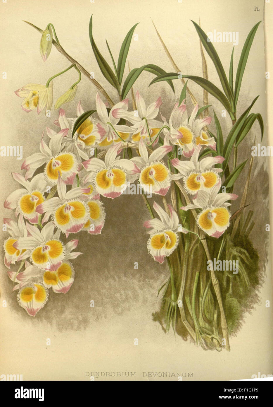 *Orchid Album* is a botanical work documenting the diverse species of ...