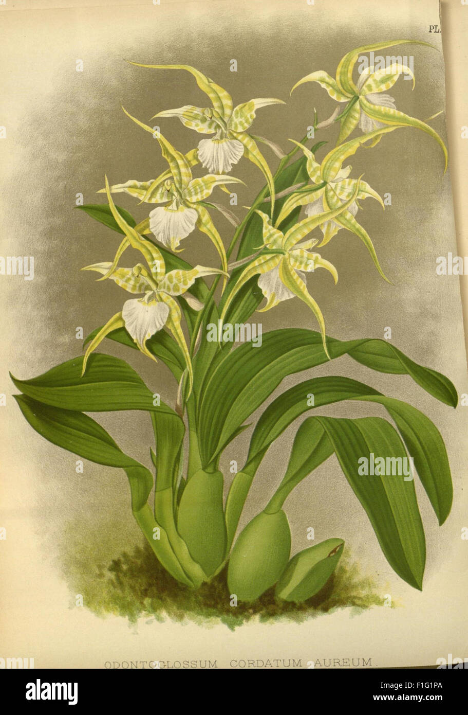 'Orchid Album' is a comprehensive guide to orchids, with detailed ...