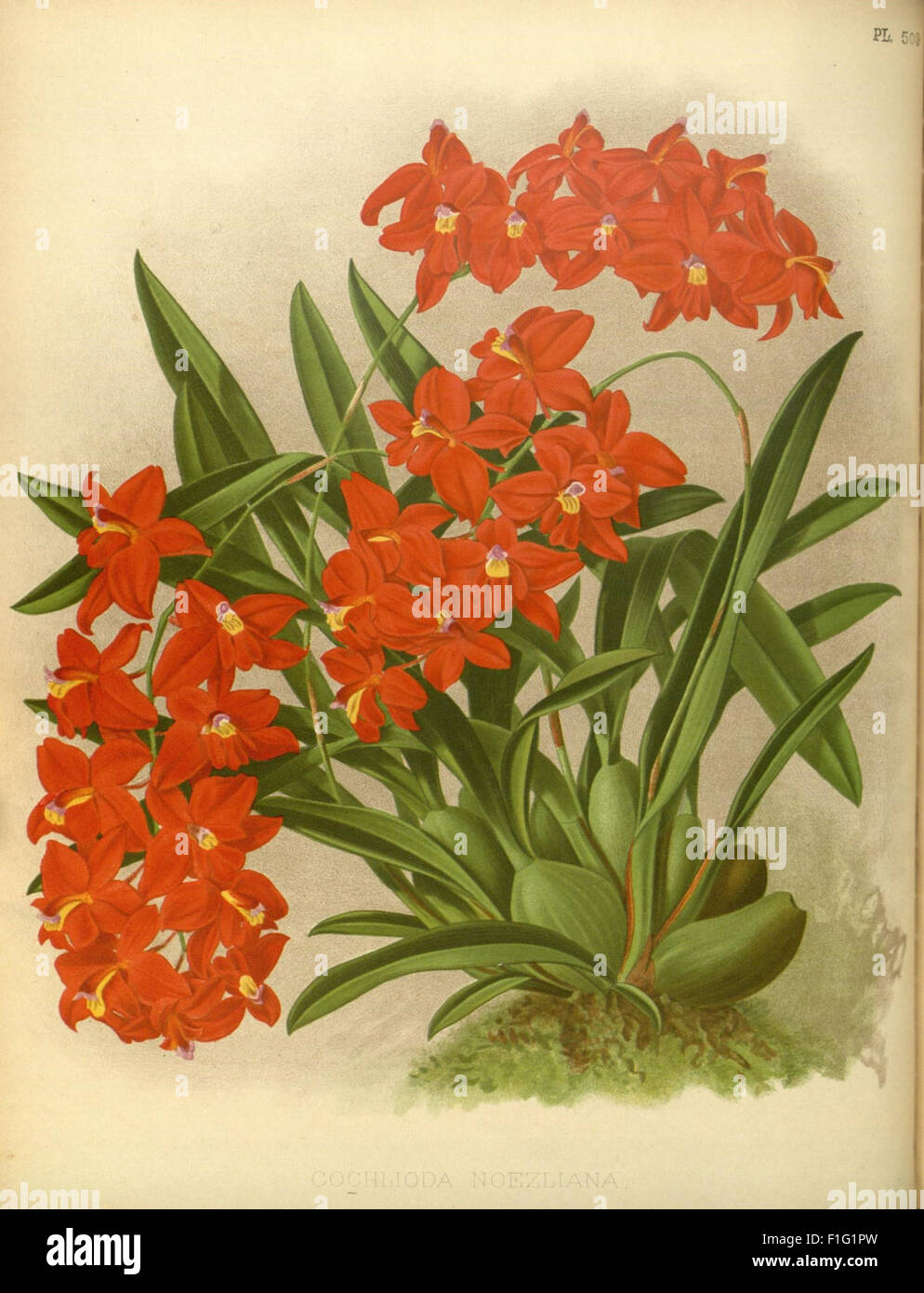 'Orchid Album' is a botanical work that focuses on the detailed ...