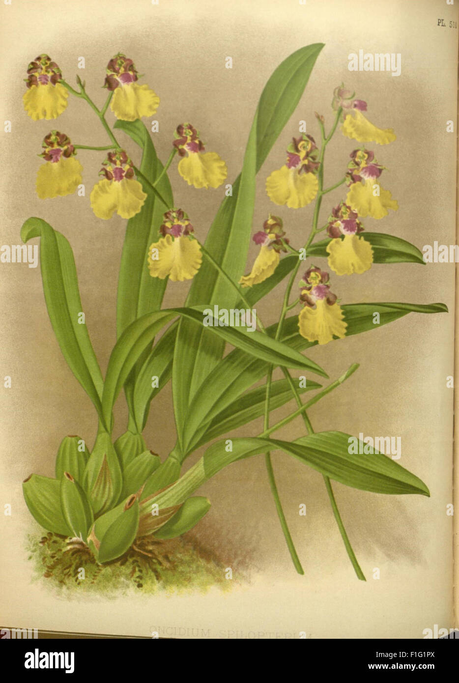 *Orchid Album* showcases a collection of beautifully illustrated orchid ...
