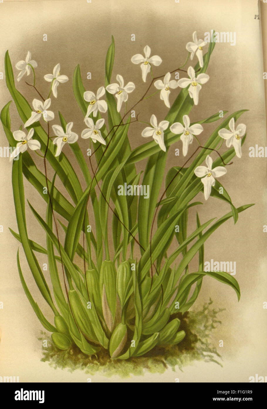 *Orchid Album* is a detailed collection of orchid species, with ...