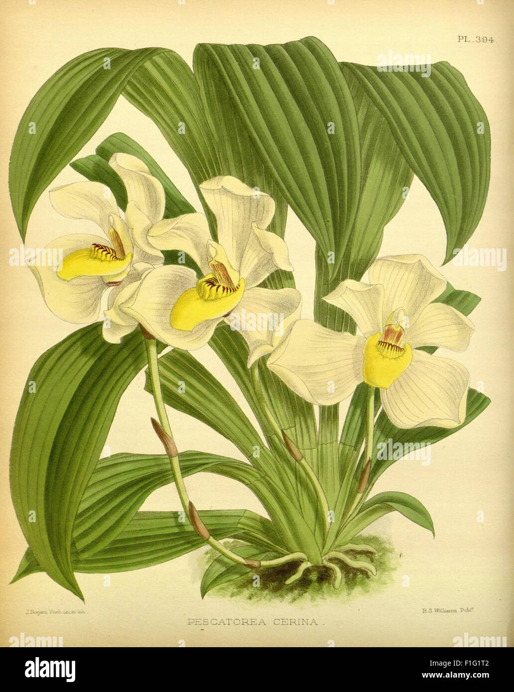 'Orchid Album' is a botanical work featuring detailed illustrations of ...