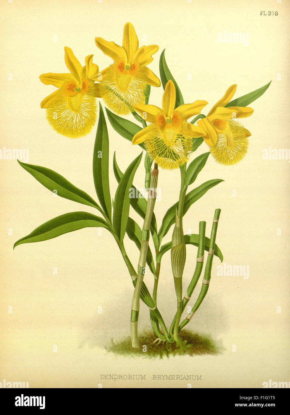 The Orchid Album presents a collection of detailed illustrations and ...