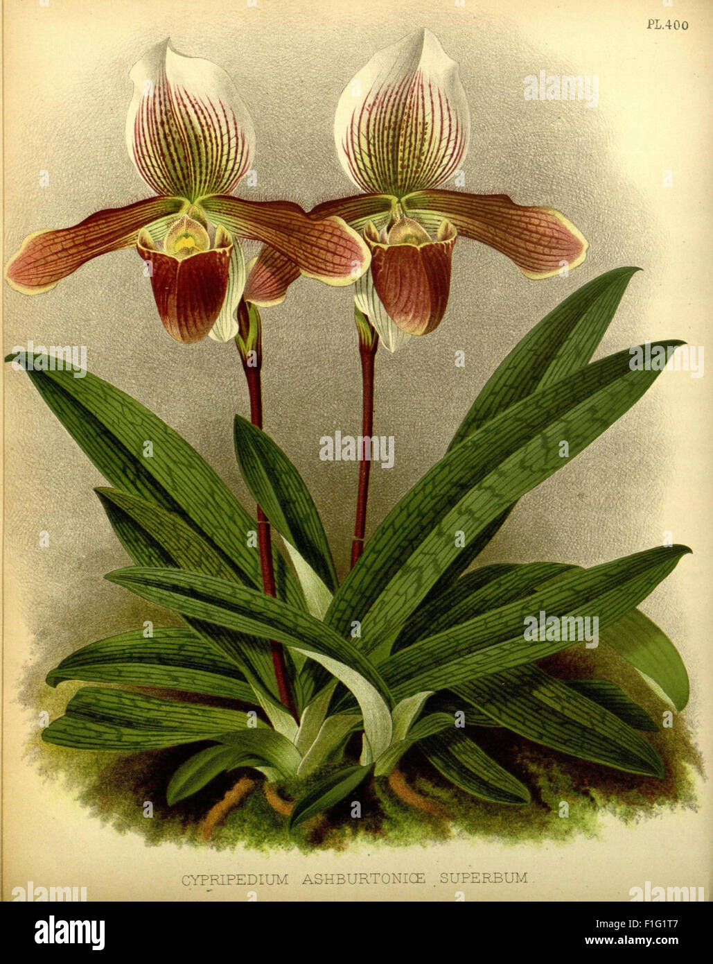 Orchid Album is a periodical featuring a collection of illustrations ...