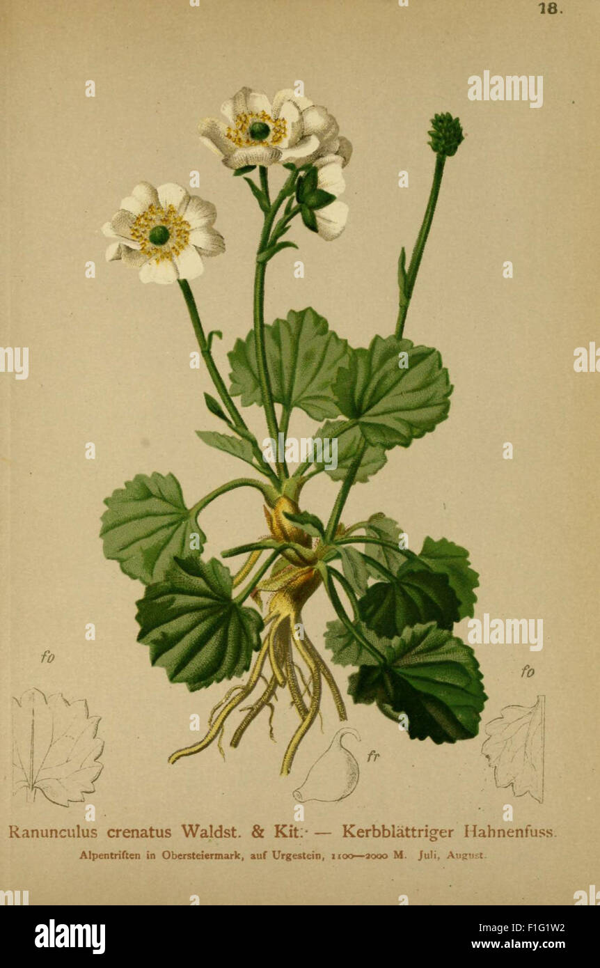 The 'Atlas der Alpenflora' is a botanical work showcasing the alpine ...