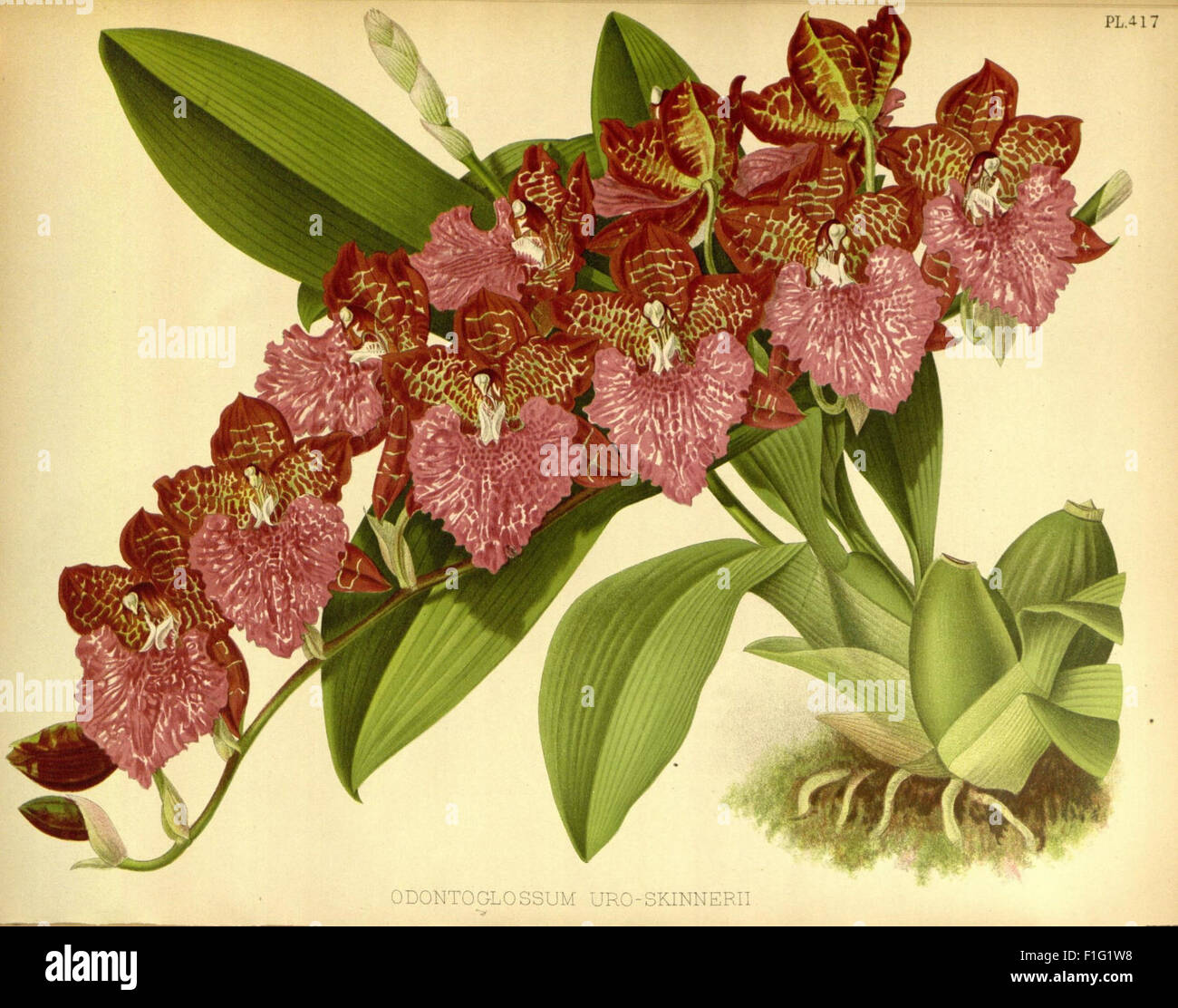 'Orchid Album' is a periodical showcasing detailed illustrations and ...