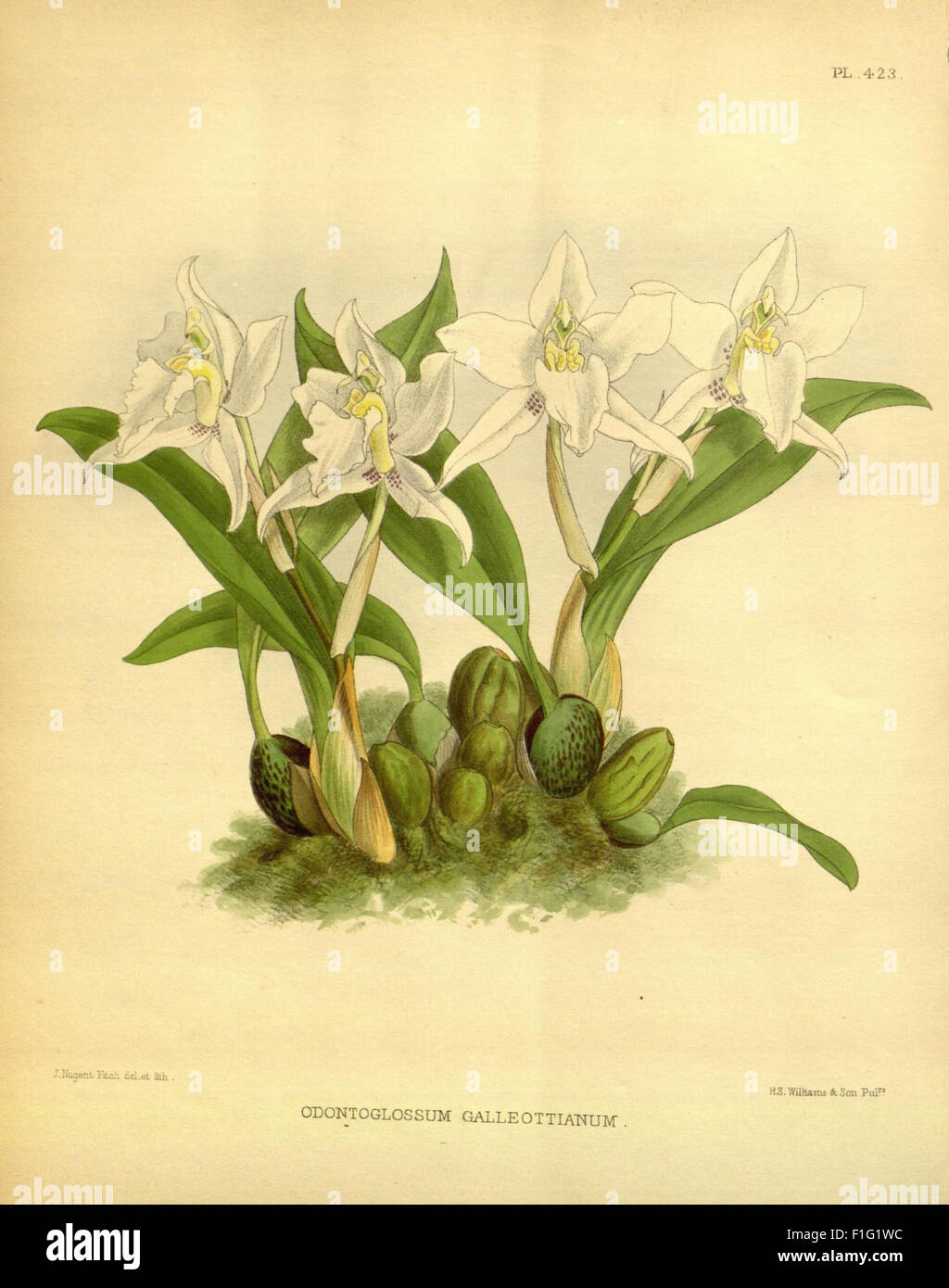 The 'Orchid Album' is a historic botanical work featuring detailed ...