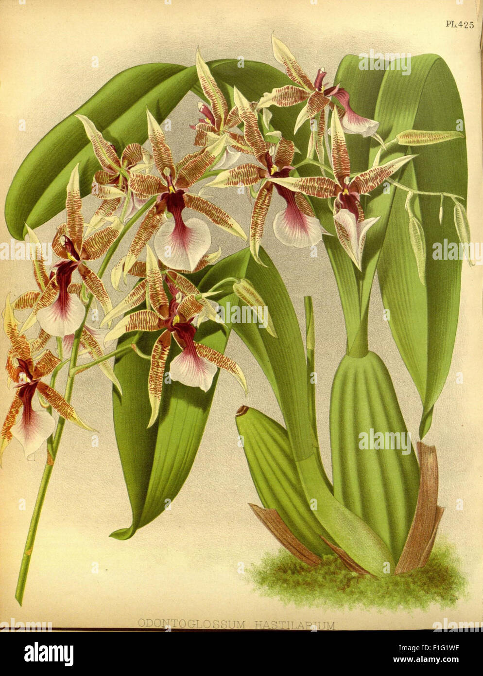 Orchid album is a botanical periodical dedicated to the study and ...