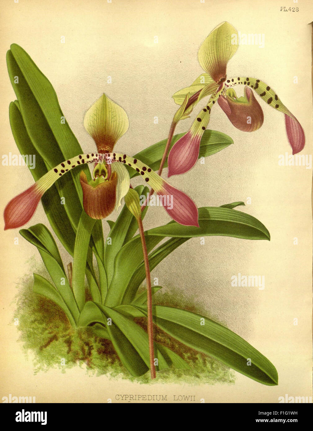 *Orchid Album* is a botanical work featuring detailed illustrations of ...