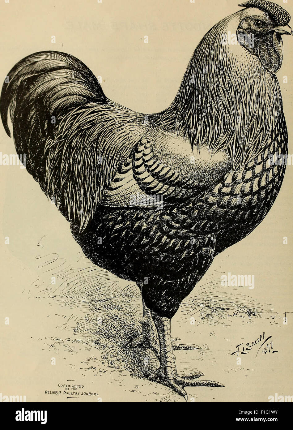 Silver laced wyandotte chickens hi-res stock photography and images - Alamy