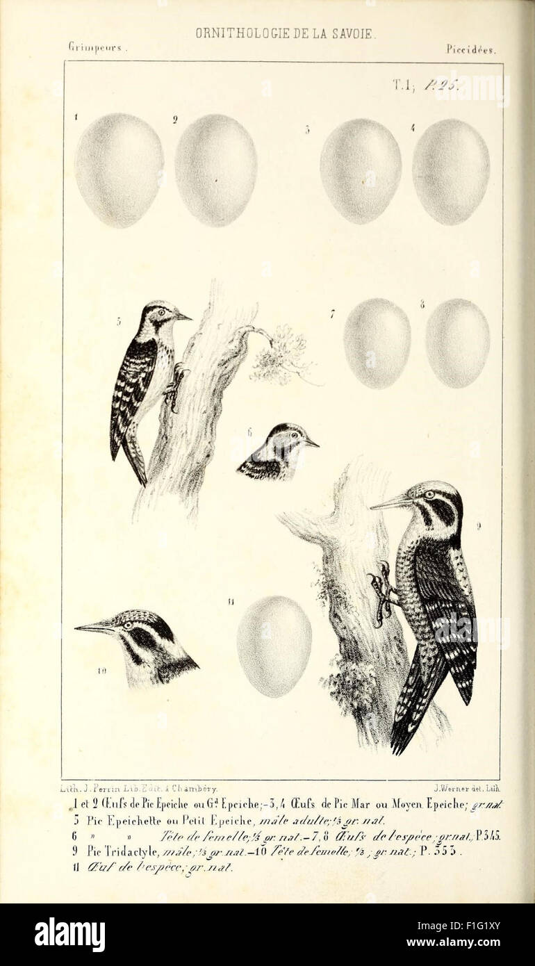 A vintage ornithological work focusing on the bird species of the ...