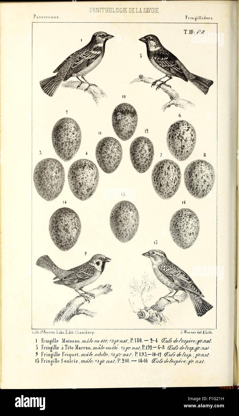 *Ornithologie de la Savoie* is a historical ornithological work ...