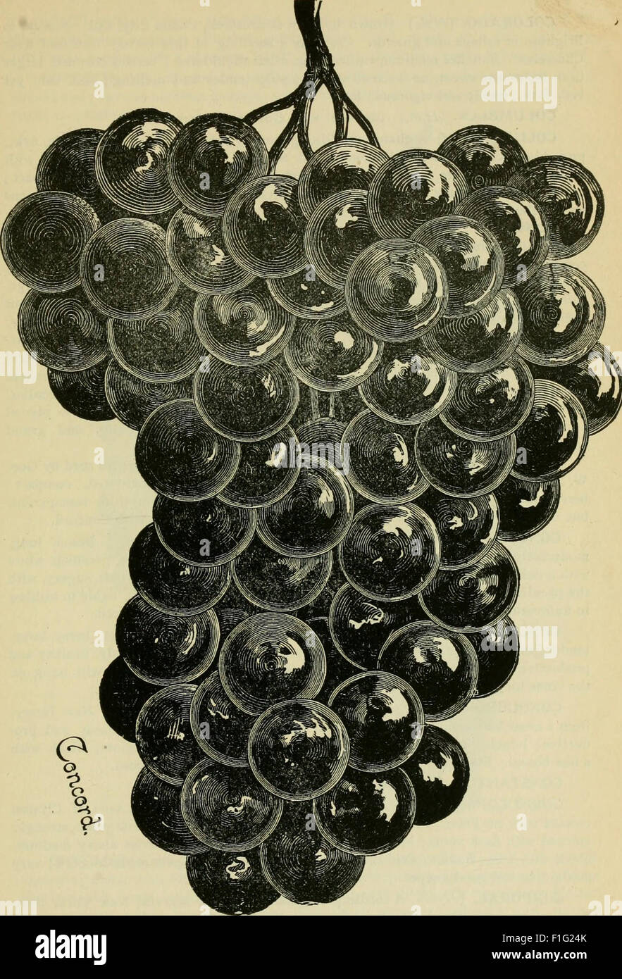 Our native grape. Grapes and their culture. Also descriptive list of ...