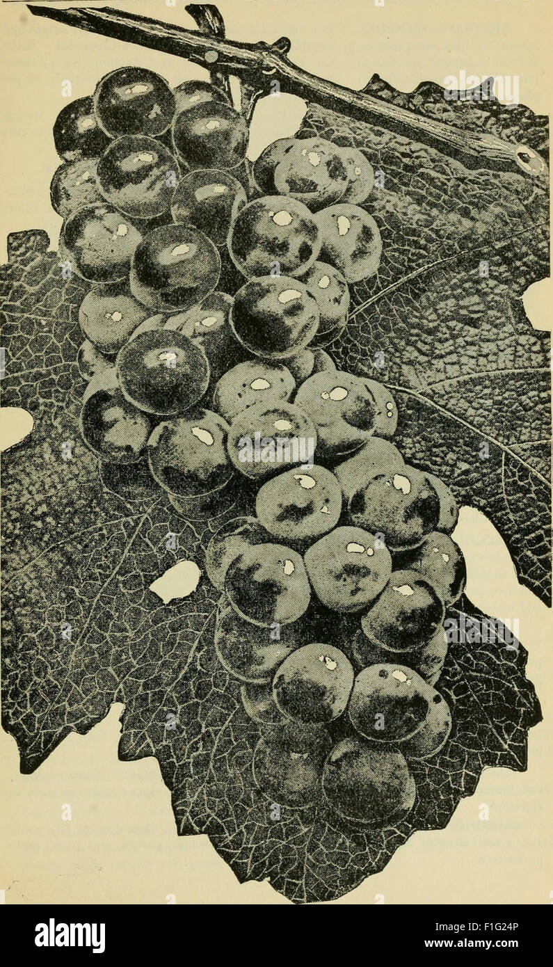 This 1893 publication focuses on grape cultivation in the United States ...