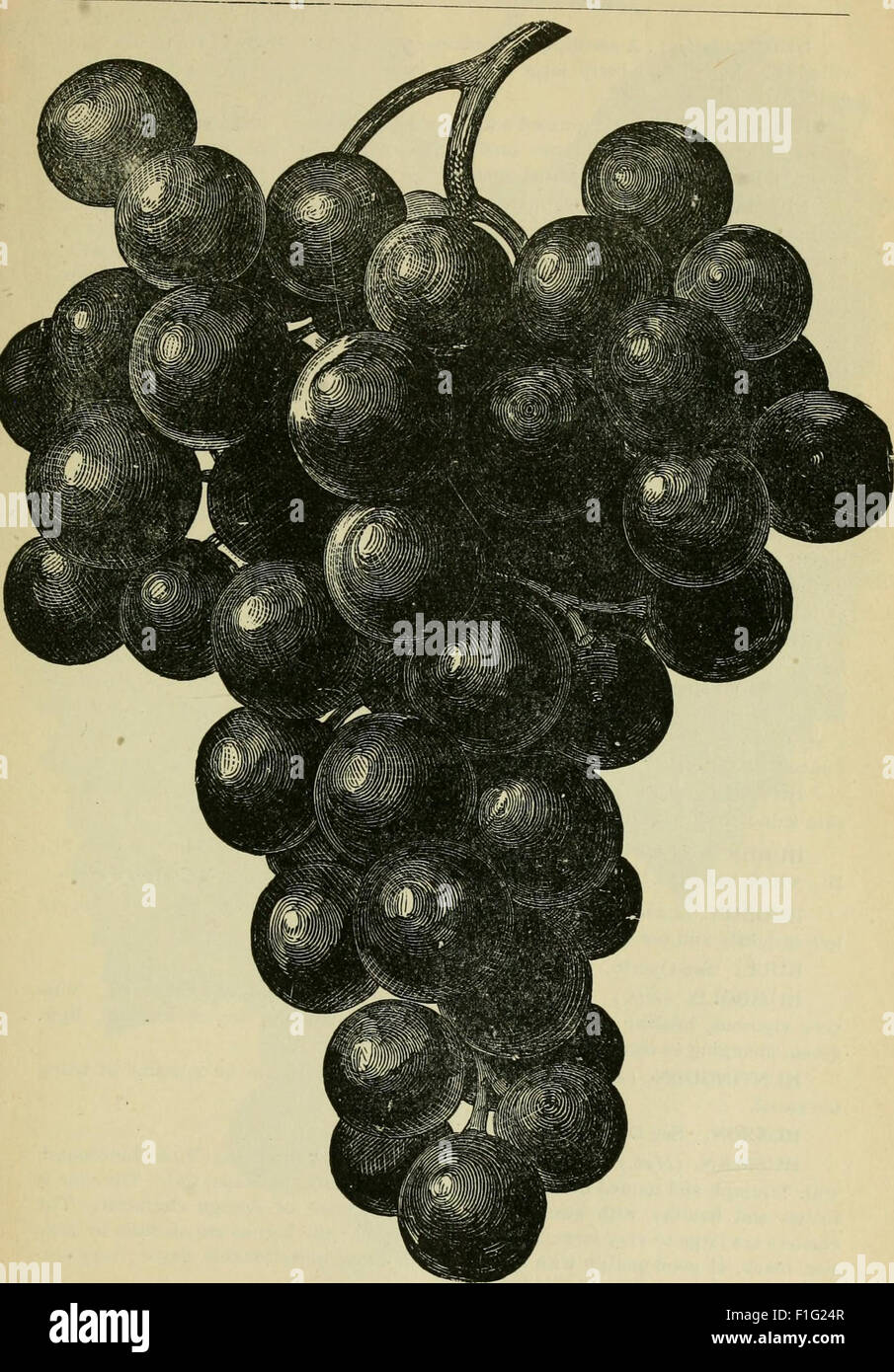 Our native grape. Grapes and their culture. Also descriptive list of ...