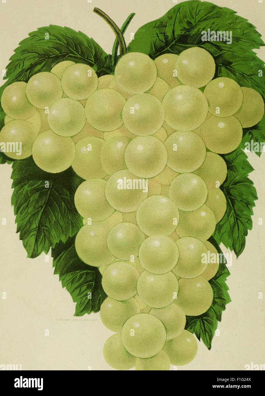 This 1893 book, 'Our Native Grape,' offers a detailed guide on grape ...