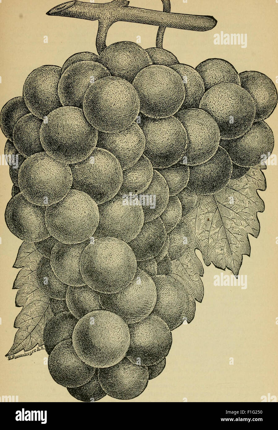 *Our Native Grape* (1893) is a comprehensive guide on grape cultivation ...