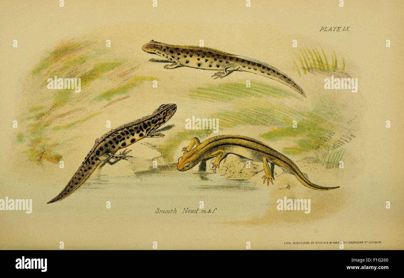 A work detailing the reptiles and amphibians of Great Britain, focusing ...