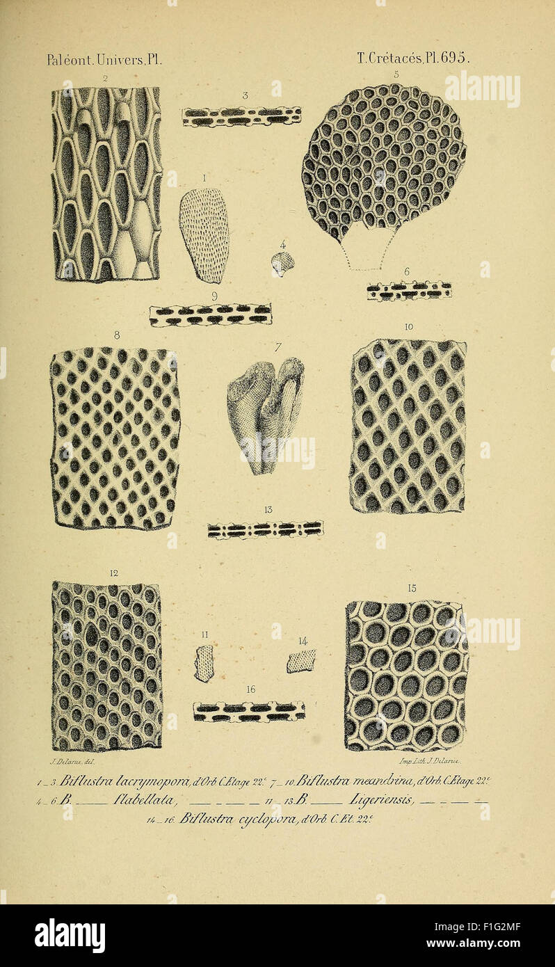 This French paleontological work focuses on fossils from France ...