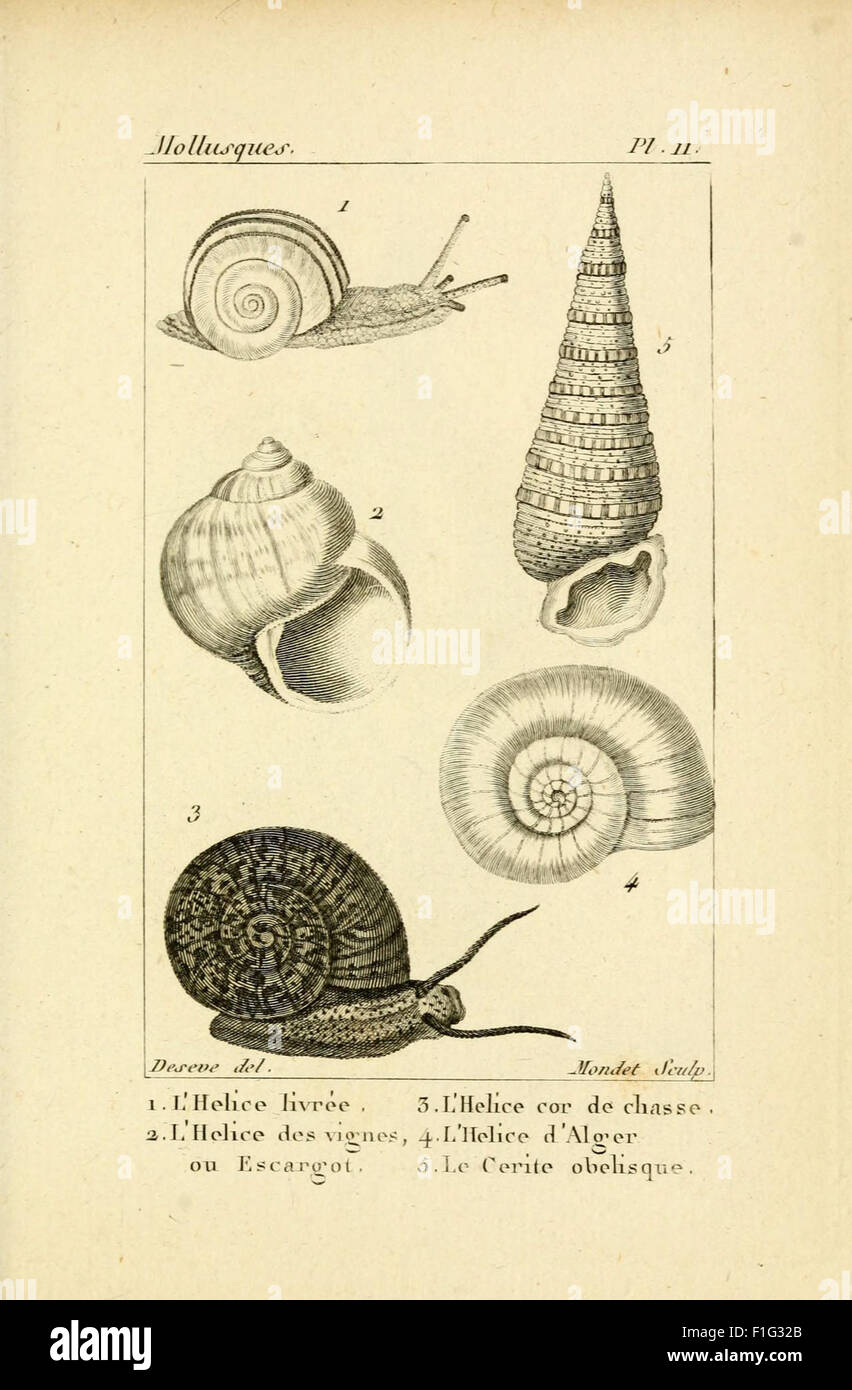 An illustration from 'Atlas des Mollusques', depicting various mollusk ...