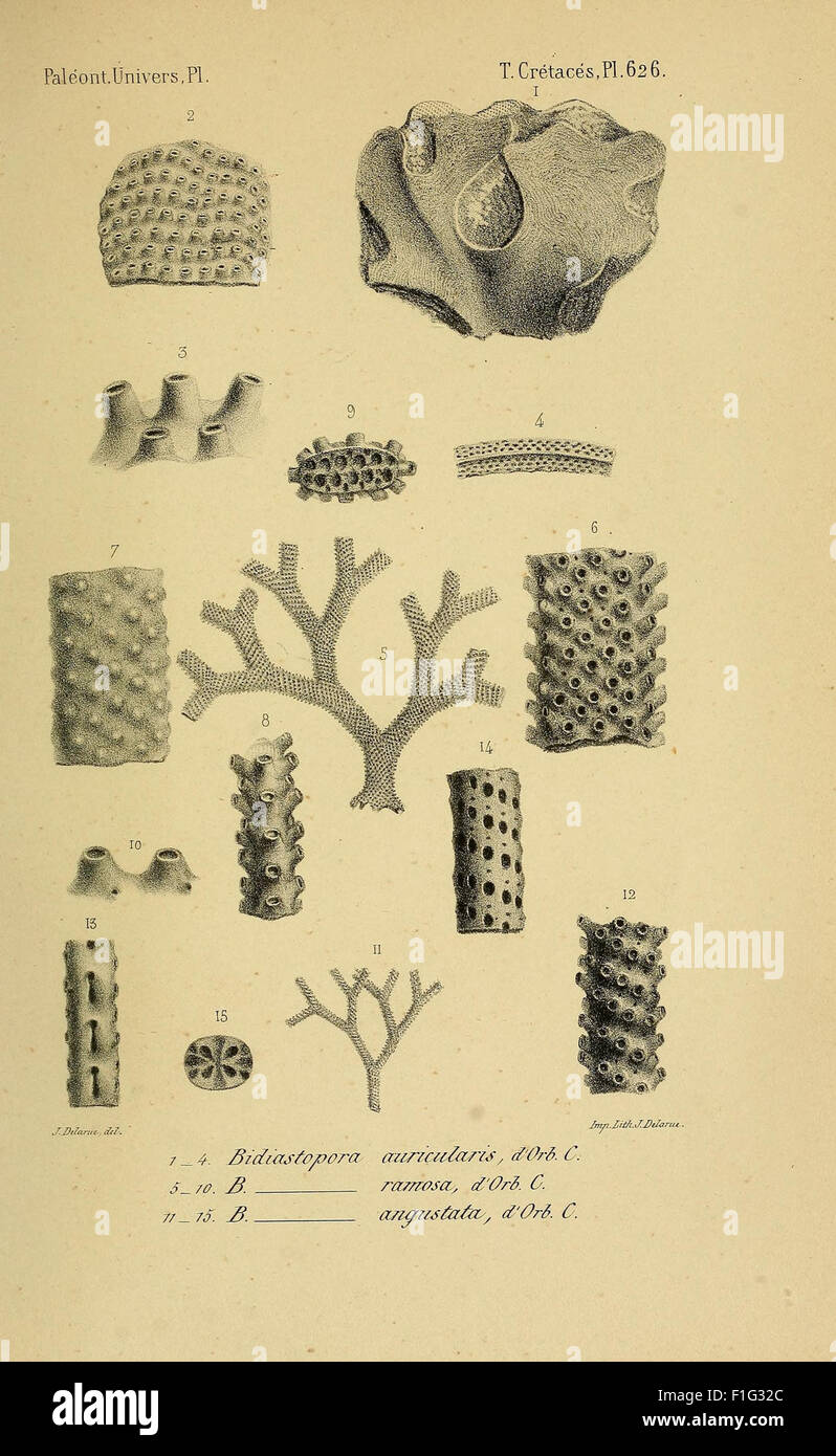This 19th-century illustration showcases fossils from the French ...