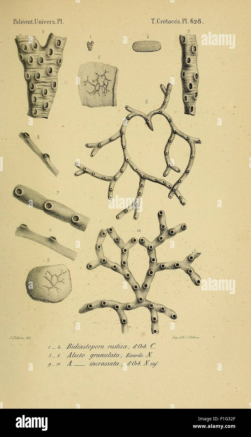 *Paléontologie française* (Plate 628) continues its documentation of ...