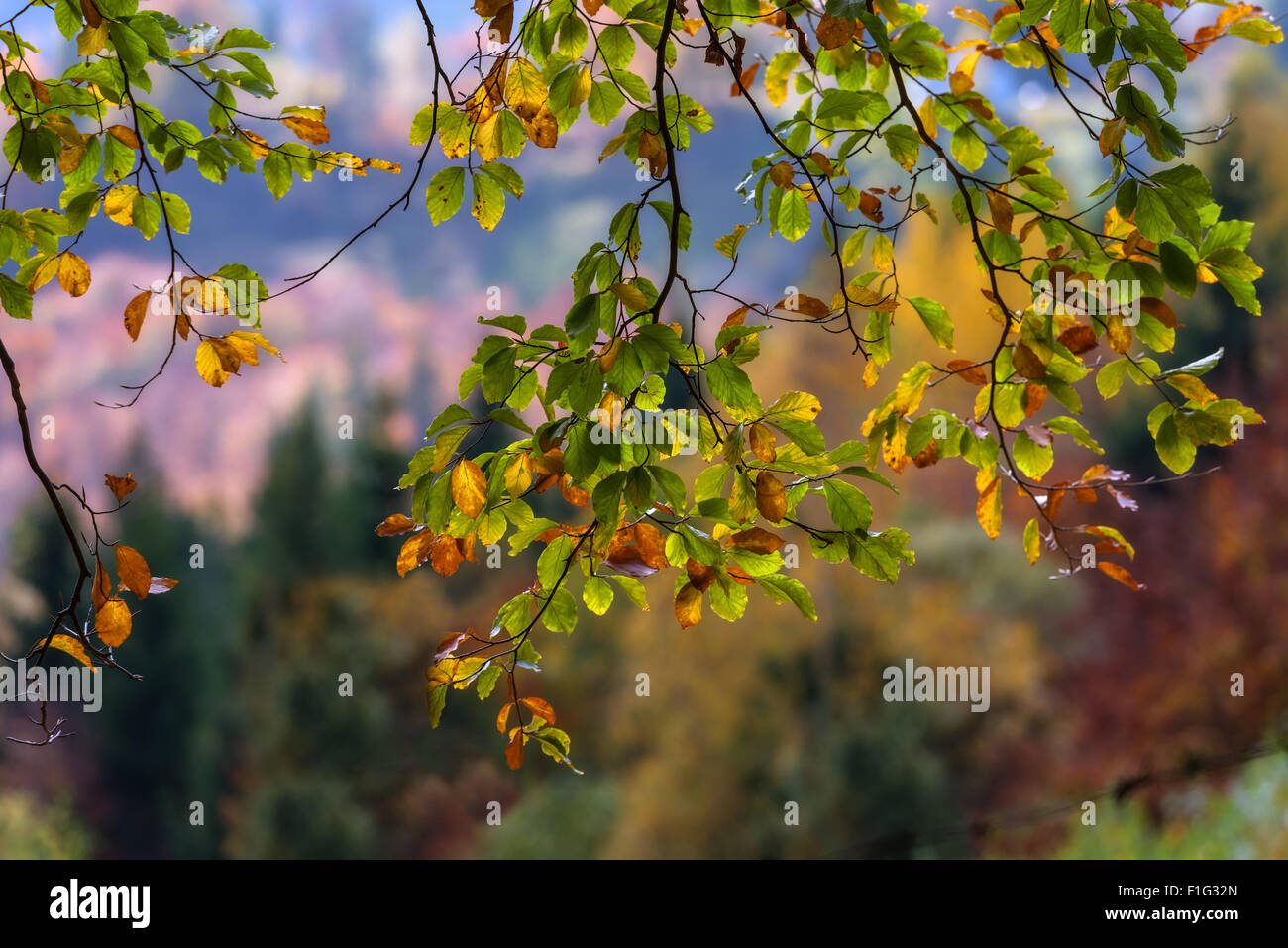 autumn leaves in forest closeup Stock Photo - Alamy