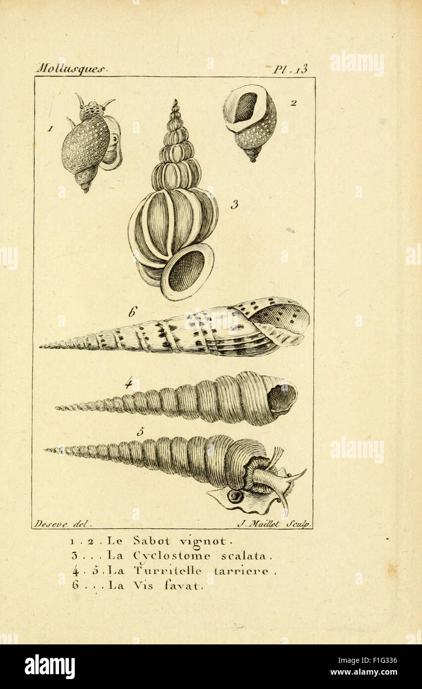 This historical atlas presents detailed plates of mollusks, focusing on ...